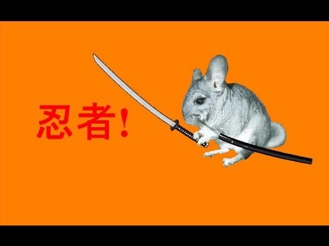 Ninja Chinchillas!!! - YouTube