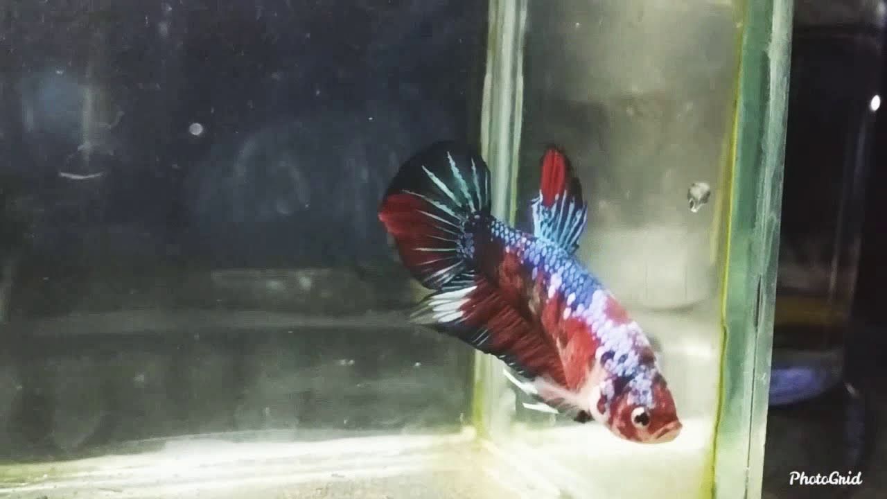 Nemo candy - YouTube