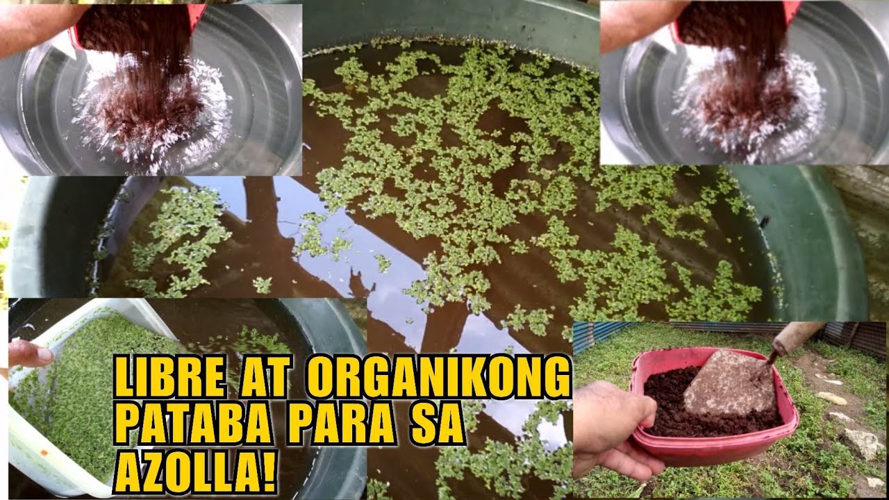 LIBRE AT ORGANIKONG PATABA PARA SA AZOLLA! - YouTube