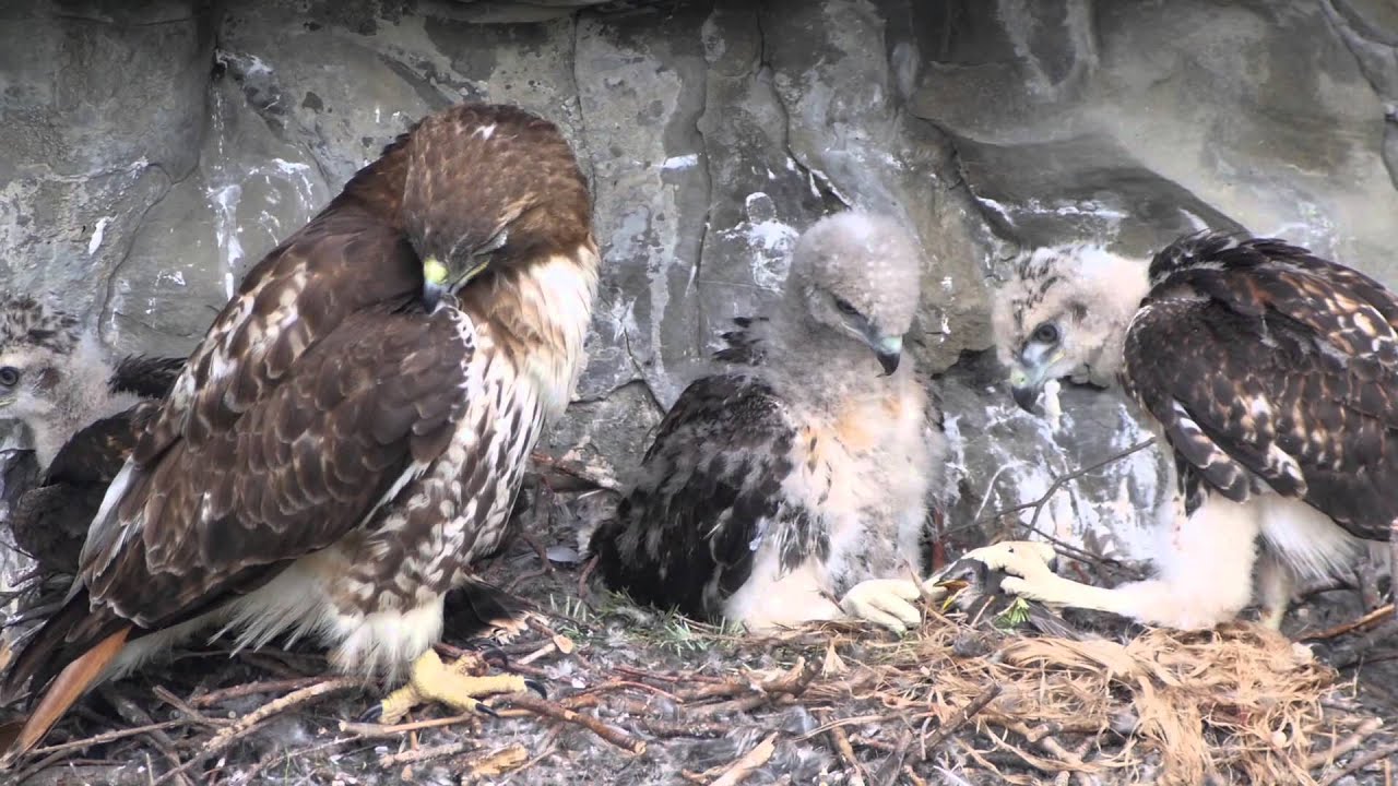 Cliff Nest Red-tailed Hawks, 5/30/2015 (HD) - YouTube