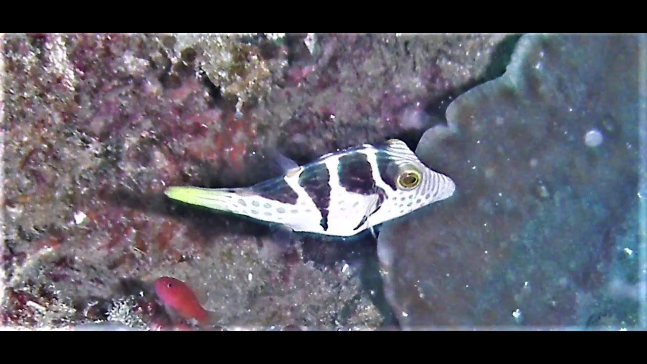 Das Riff. - YouTube