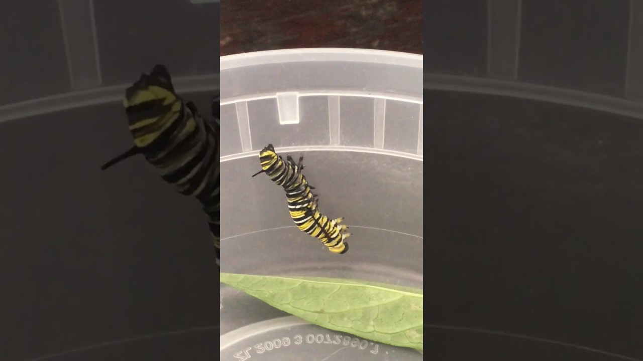 Monarch caterpillar molting - YouTube