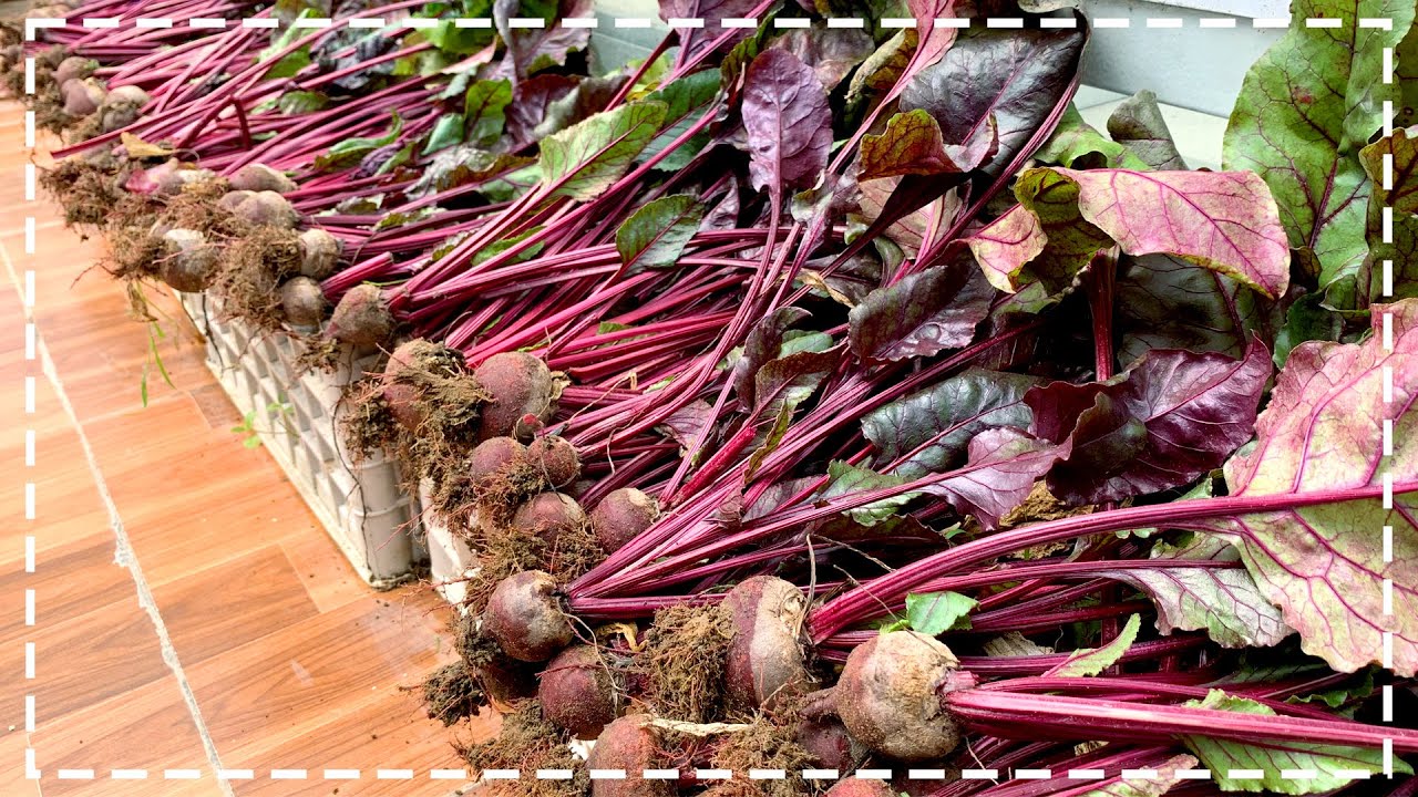 Growing Red Beets on the Terrace for high yield, easy for beginners ...