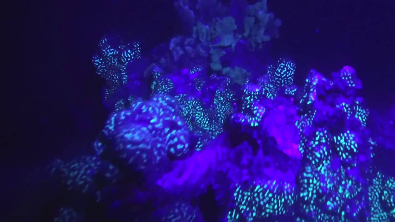 Isaw Fluoro night dive with Archon W40VR UV video light - YouTube