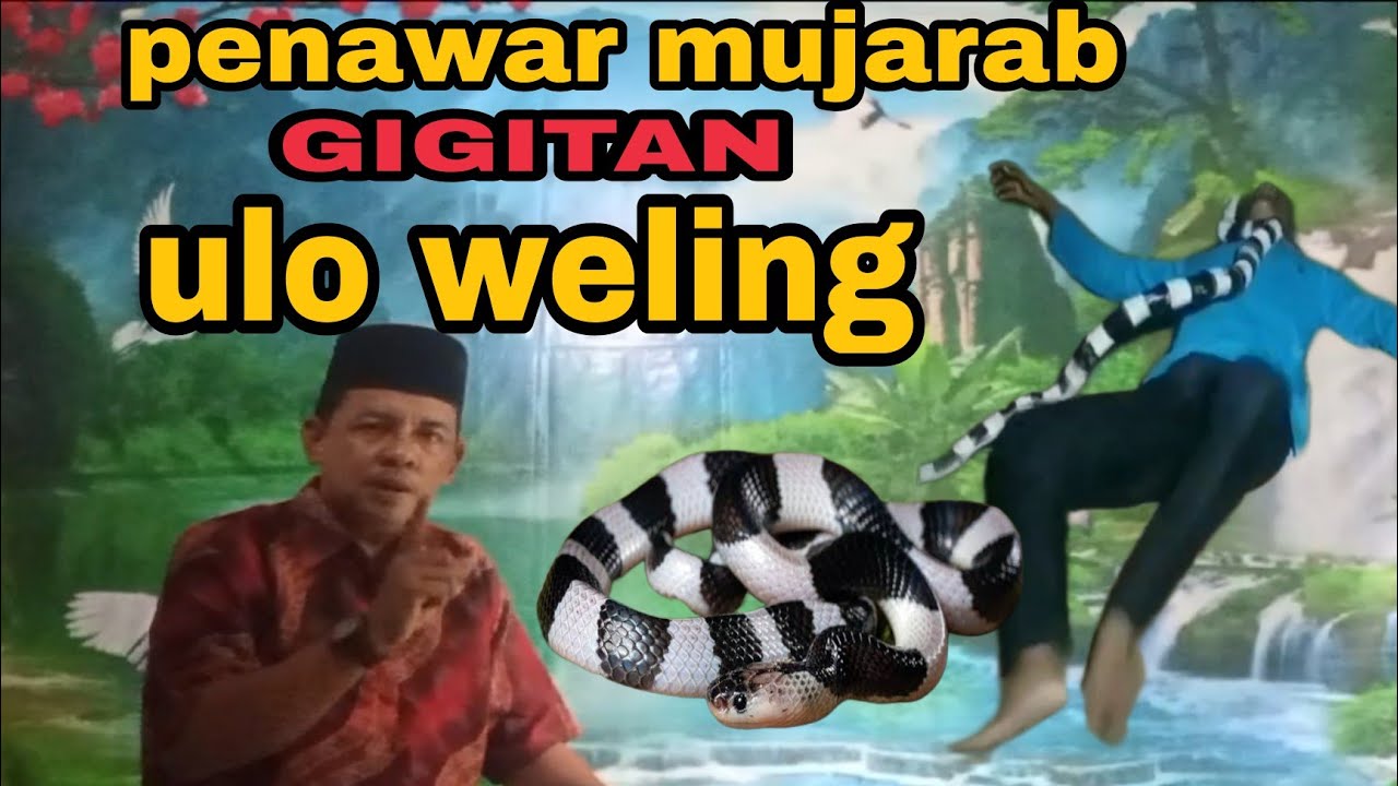 ular weling yang sangat mematikan ll ini mantra penawarnya - YouTube