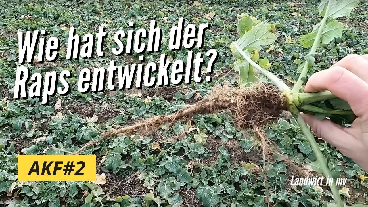 AKF #2 2023 Wie hat sich der Raps entwickelt? Wie sieht die ...