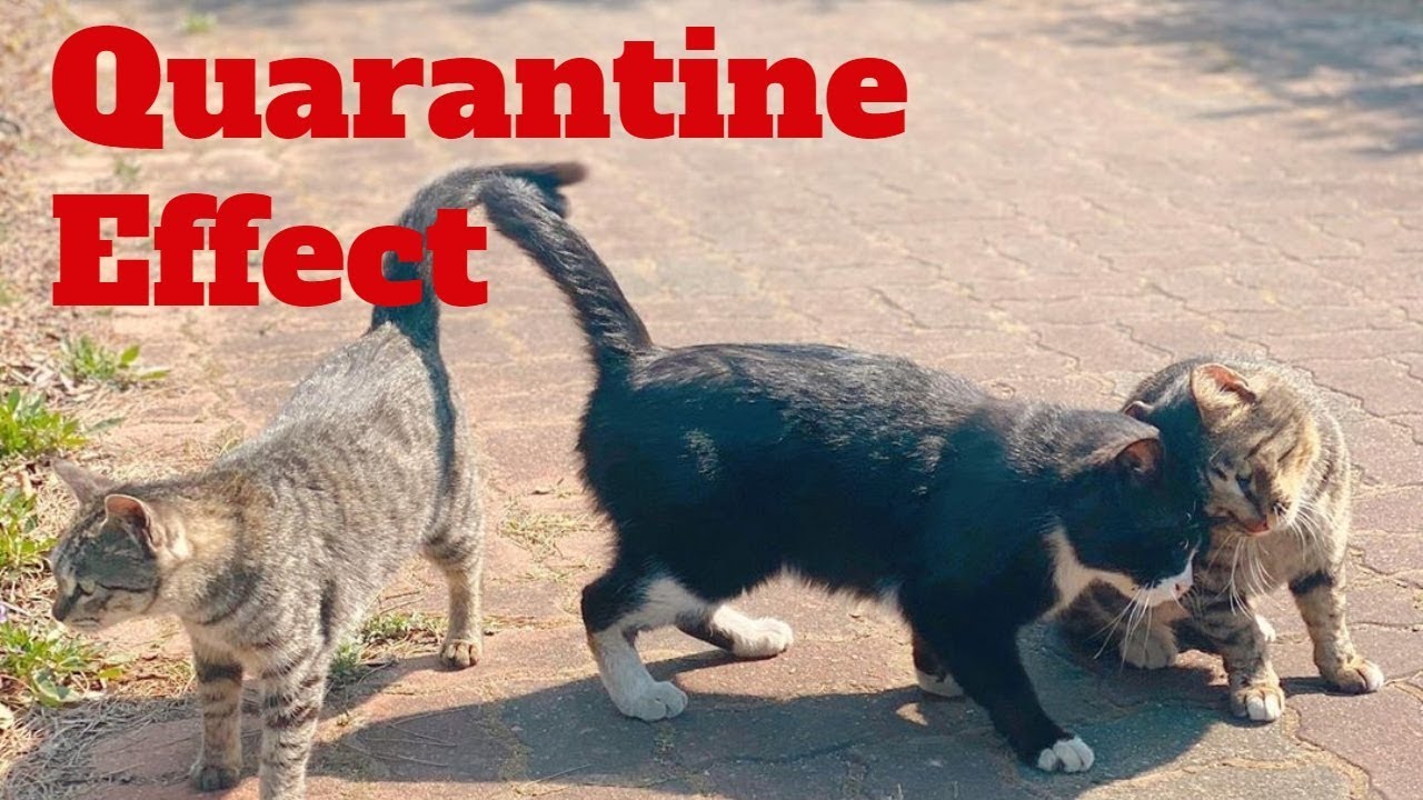 Stray Cats live during Quarantine. Corona virus effect!!! animal story ...
