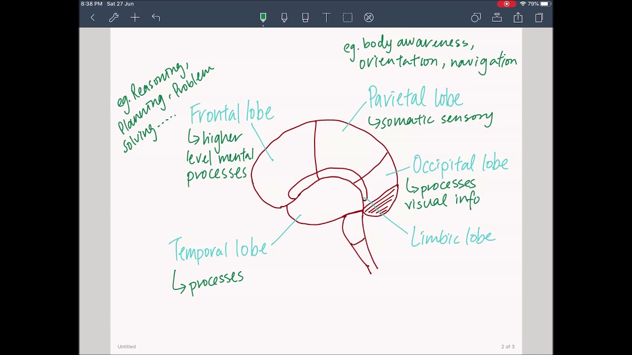 7.2 Structure and Function of the Brain // IB Sports, Exercises and ...