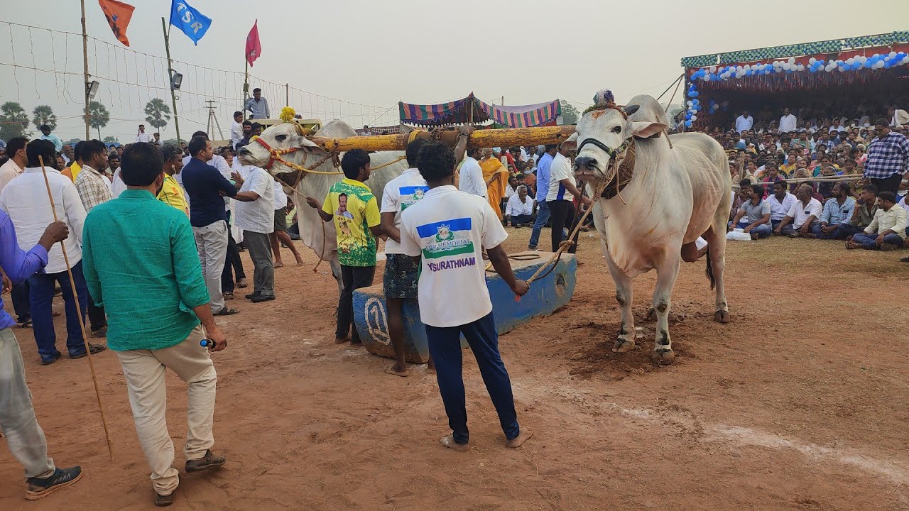 Simha Dheera Will be One Of the Best Combo In Ongole Bull Race History ...