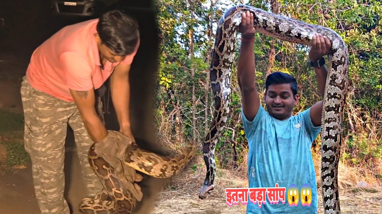 Indian rock python rescue || Rock Python || अजगर सांप || देखिए कैसे रेस्क्यू किया गया इतना बड़ा ...