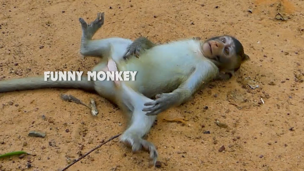 Lovely baby monkey Anissa happy playing with cute monkey Alba and ...