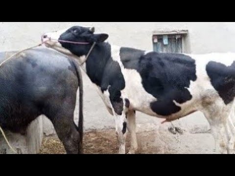natural animal mating cow bull and buffalo#crossmeeting#hybridmating ...
