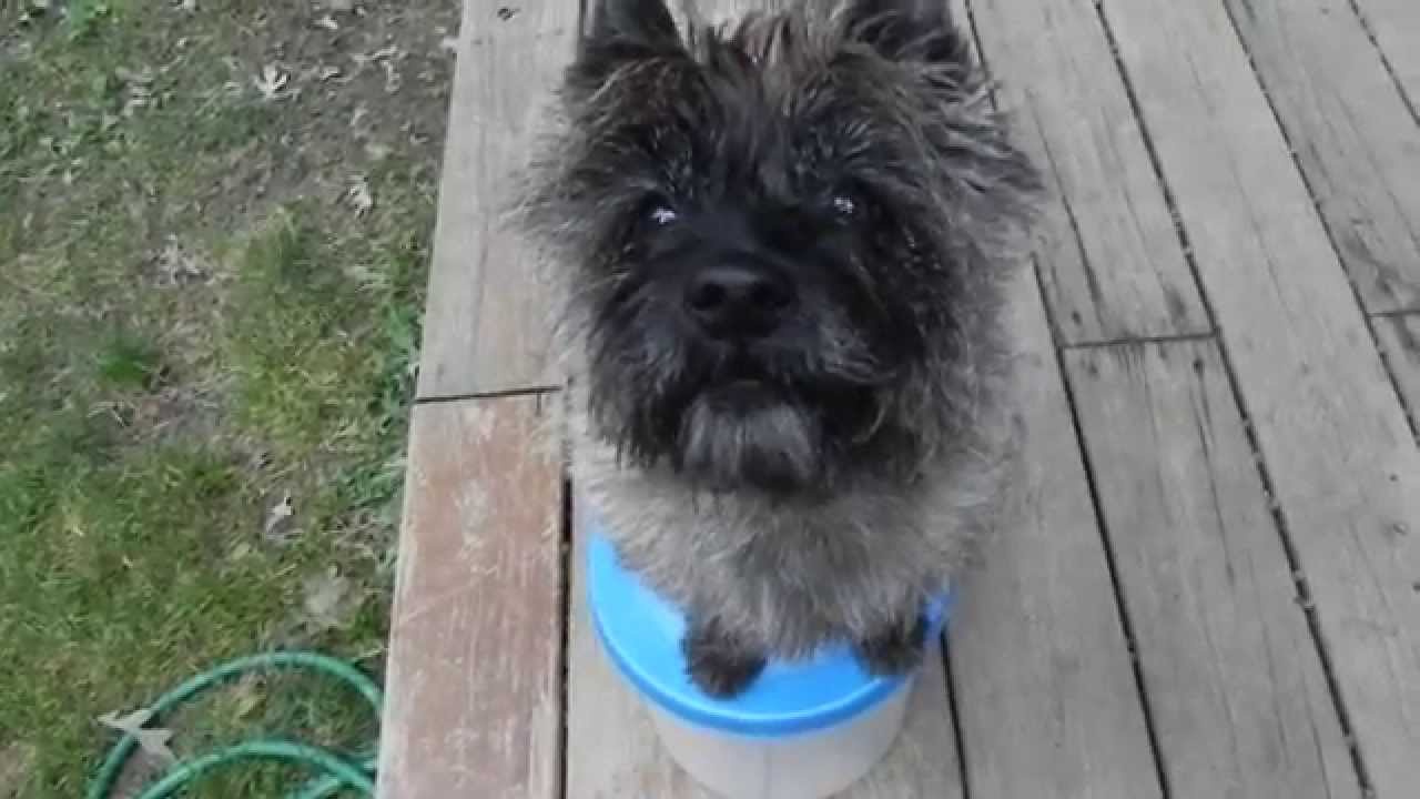 Cairn Terrier Jack Russell Mix