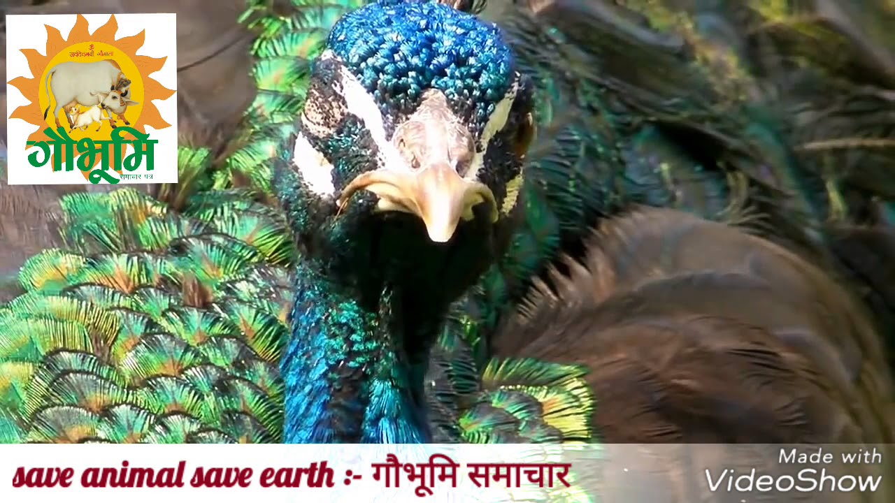 Save Animal save Earth - YouTube