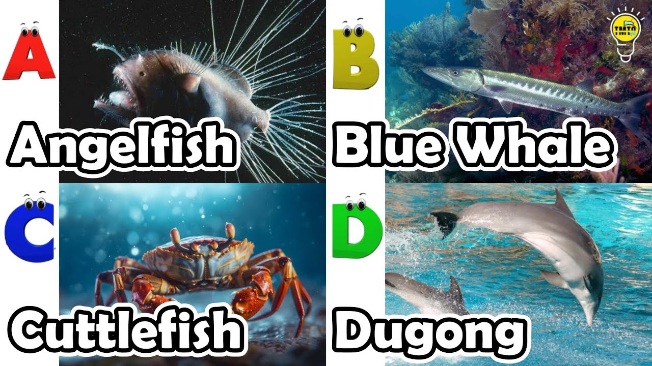 Sea Animals ABC Song for Kids | Learn Alphabet Letters with Nursery ...