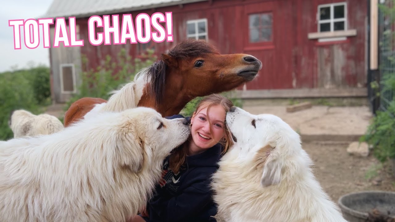 A Glimpse Into Farm Life | Selling Animals, Horses, and Chores - YouTube