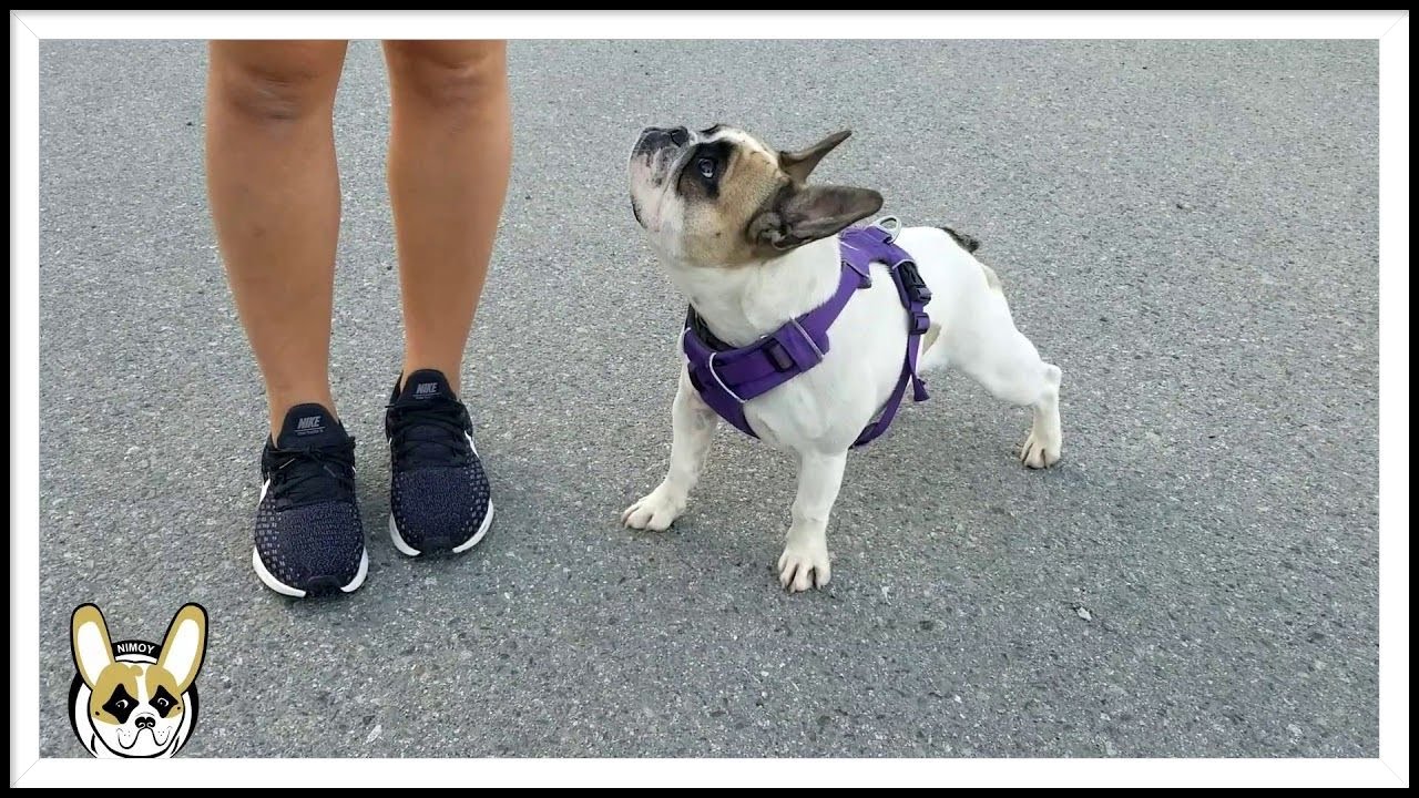 Nimoy the French Bulldog - #14 Roll Over, Roll Over and then Wiggle ...