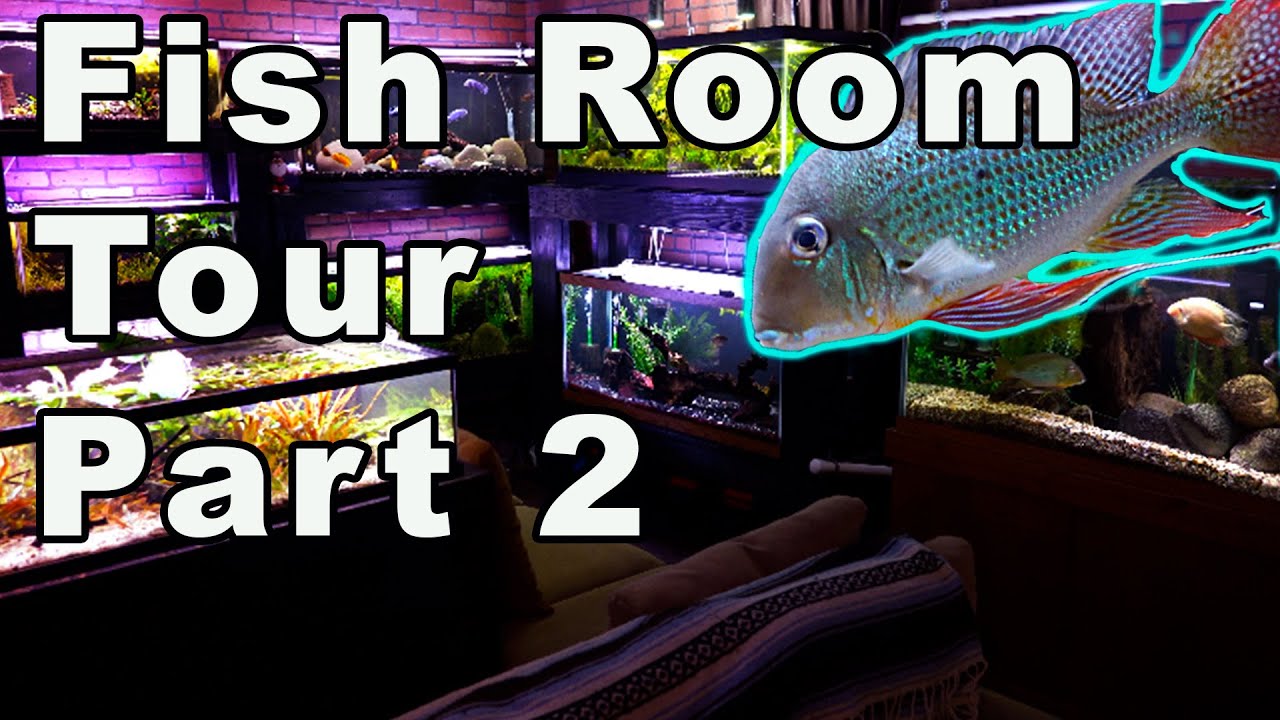Fish Room Tour 2021 Part 2: Come See Some Awesome Fish! - YouTube