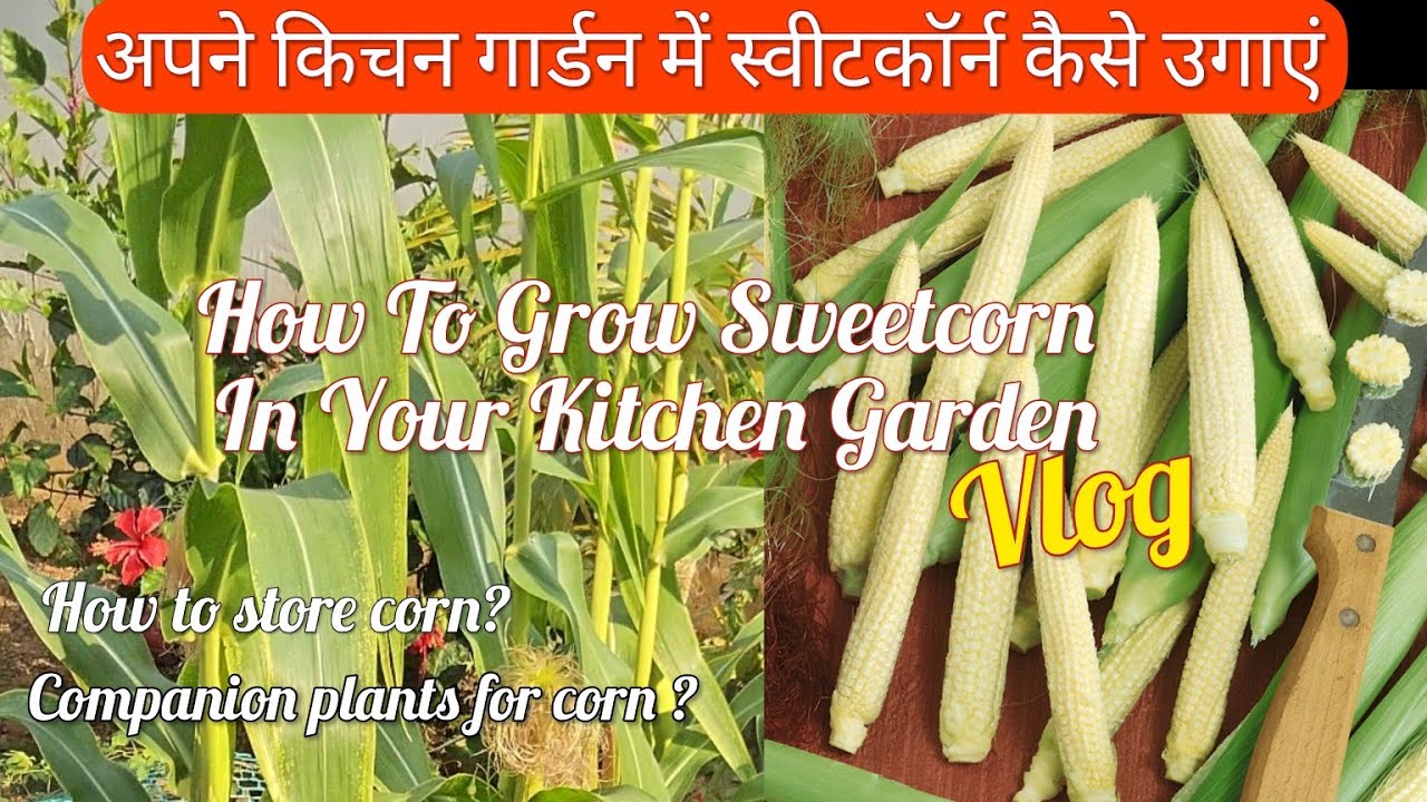 How To Grow Sweetcorn In Your Kitchen Garden #corn #urbangardening # ...
