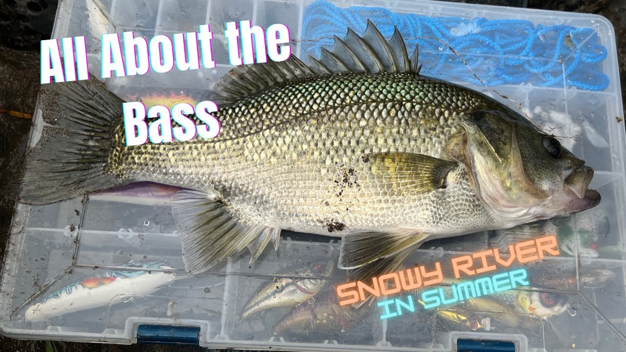 All About the Bass -Snowy River Bass Fishing in Summer - YouTube