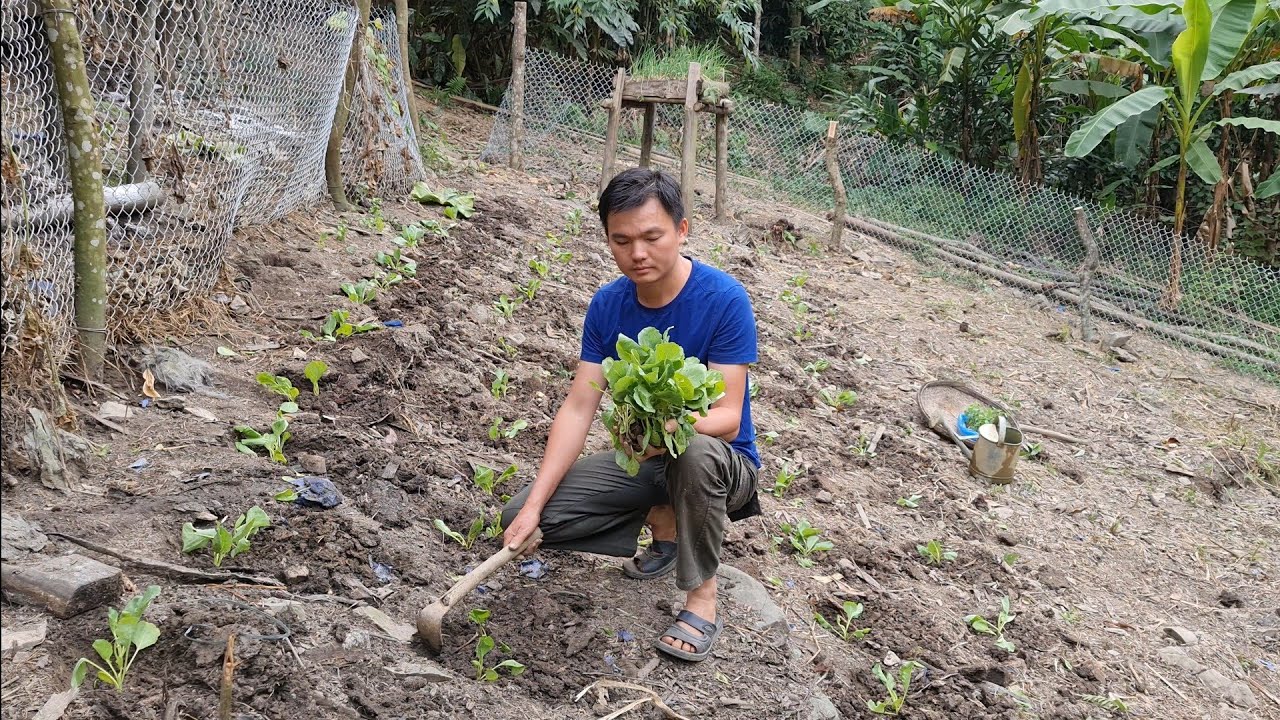 Planting winter vegetables in 2022. Green forest life (ep229) - YouTube