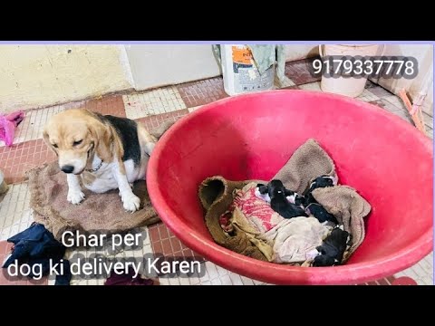 humne Ghar baithe Kari dog ki delivery bigil male and female #ujjain # ...