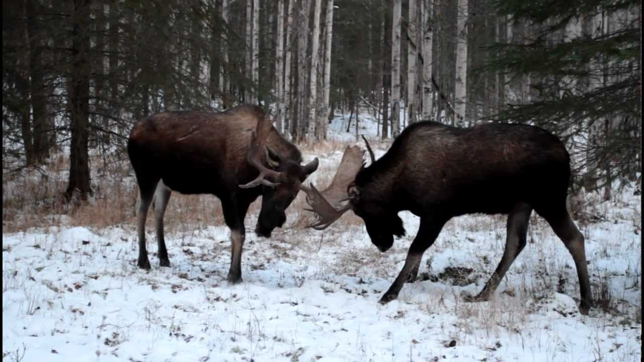 Sparring Bull Moose - YouTube