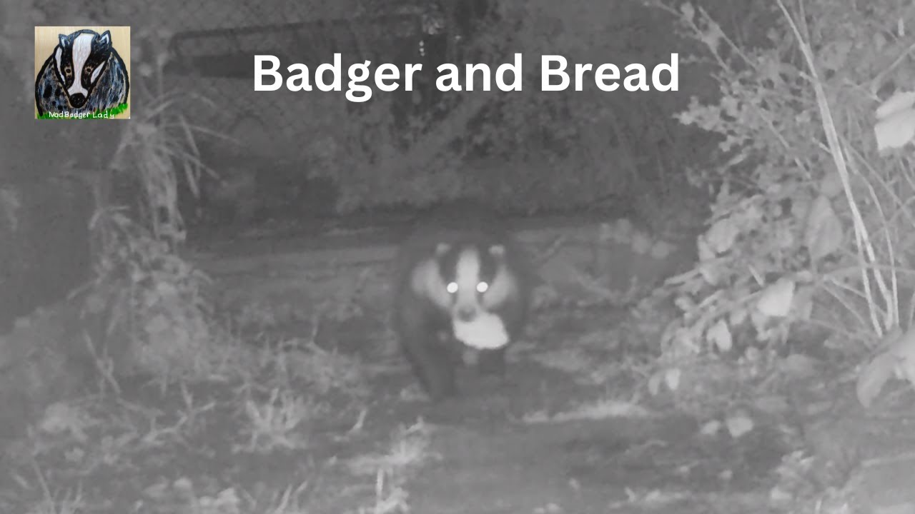 Badger and Bread - YouTube