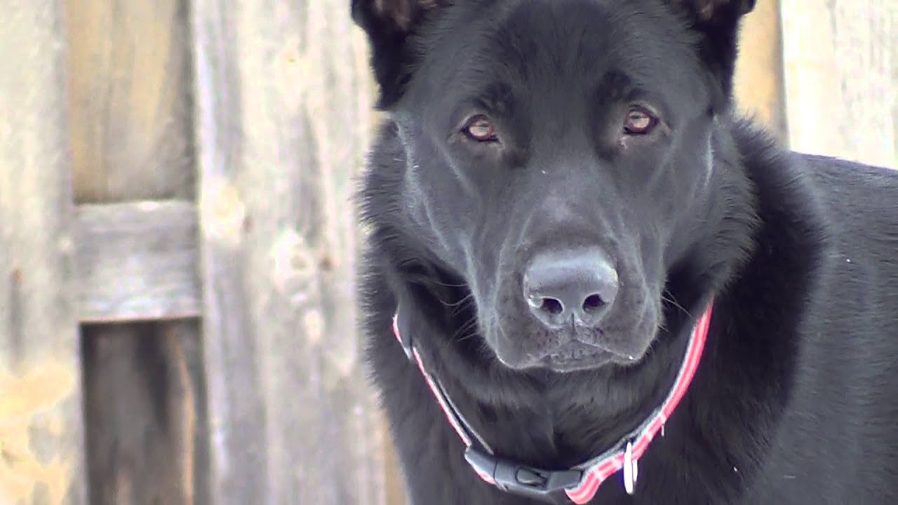 Czech GSD, Beagle, & Yorkie in HD - YouTube