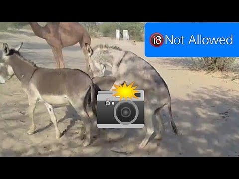 Donkey Mating Animal MatIng 4K video 📷📸