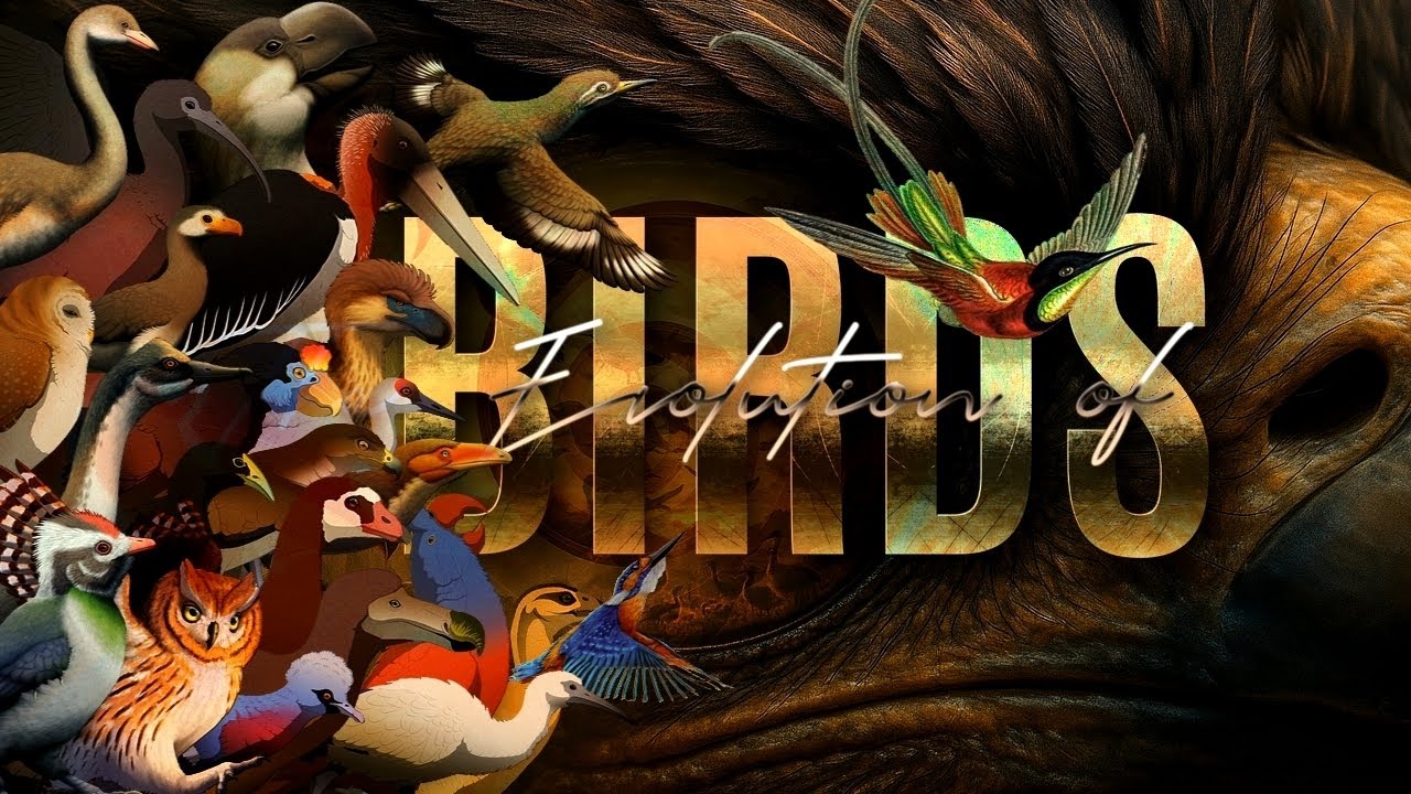 The Ultimate Bird Tree of Life - YouTube