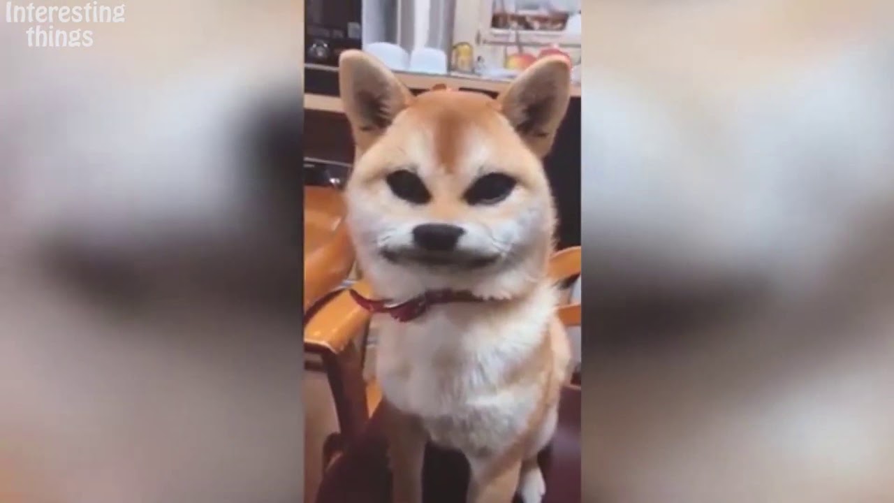 ANIMALE DRAGUTE - YouTube