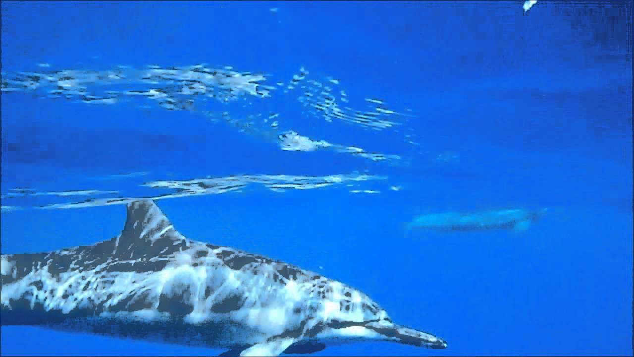 Dolphin chatter - YouTube