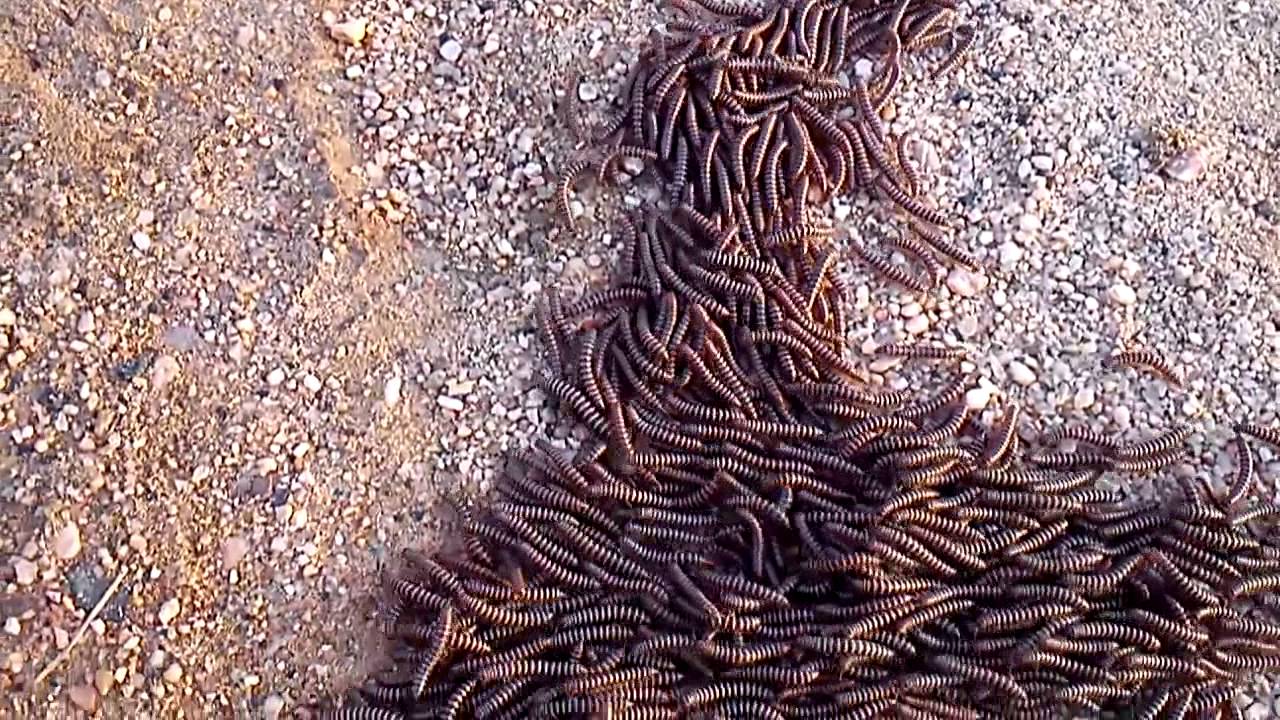 Wonder worms - YouTube