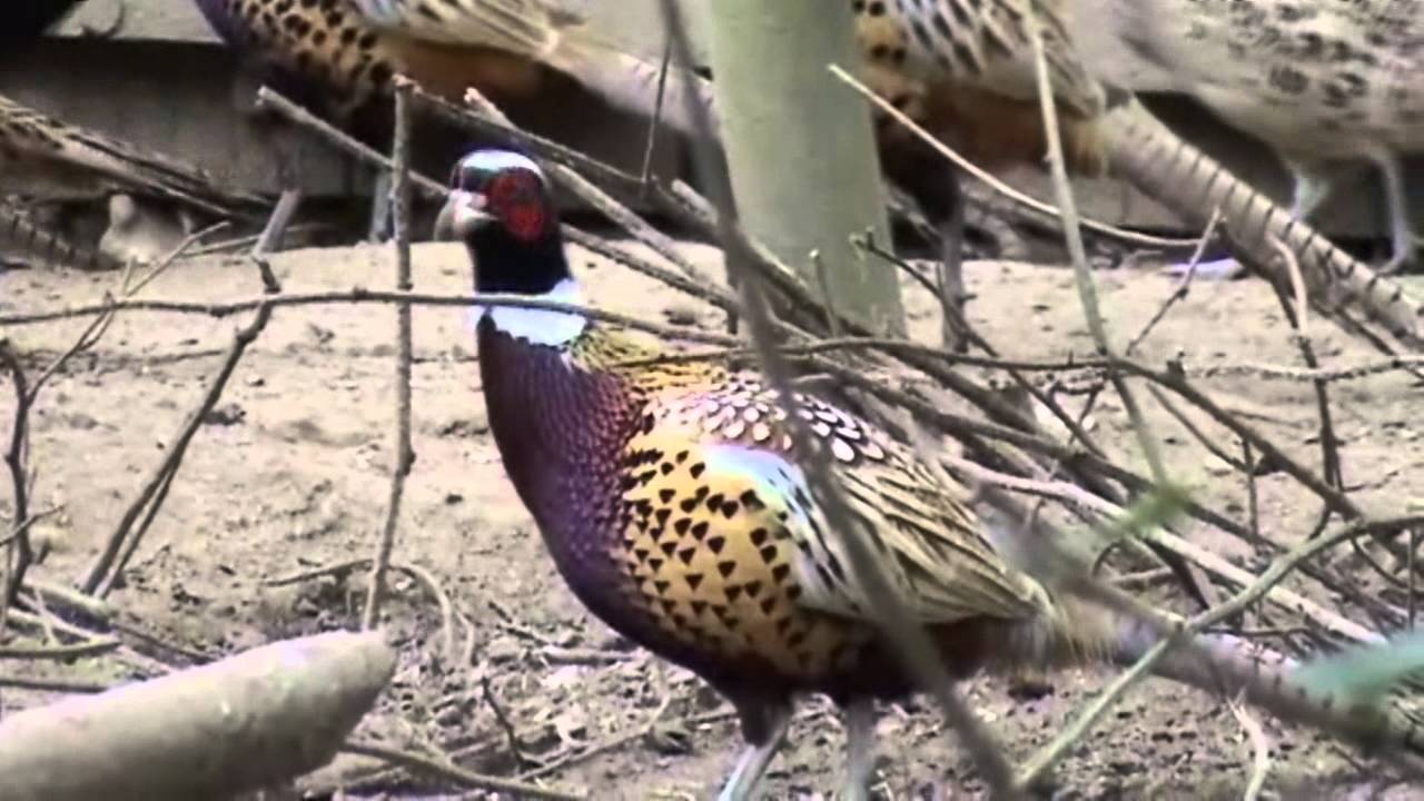 Pheasants - YouTube