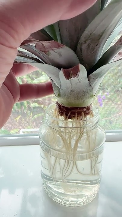 life cycle of a pineapple activity for garden club or science class # ...