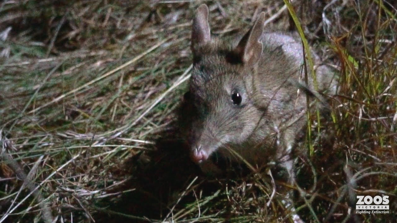 Eastern Barred Bandicoots bounce back at Woodlands - YouTube