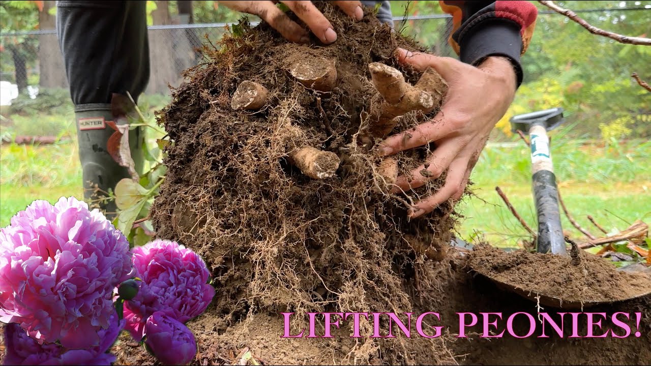 Lifting & Dividing Peonies! - YouTube
