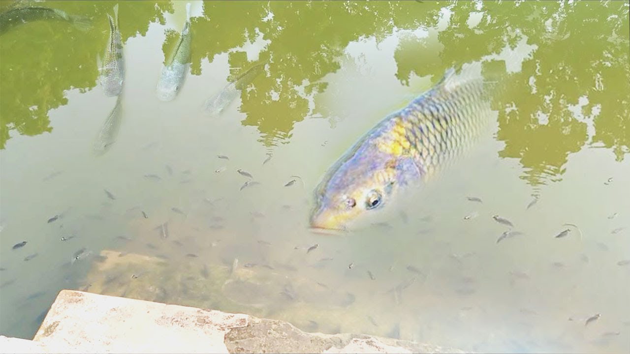 Amazing Scenery Fish Feeding in Pond || Incredible Fish Feeding - YouTube