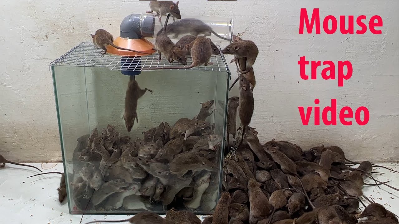 Mouse trap video \ It's great to have mouse traps - YouTube