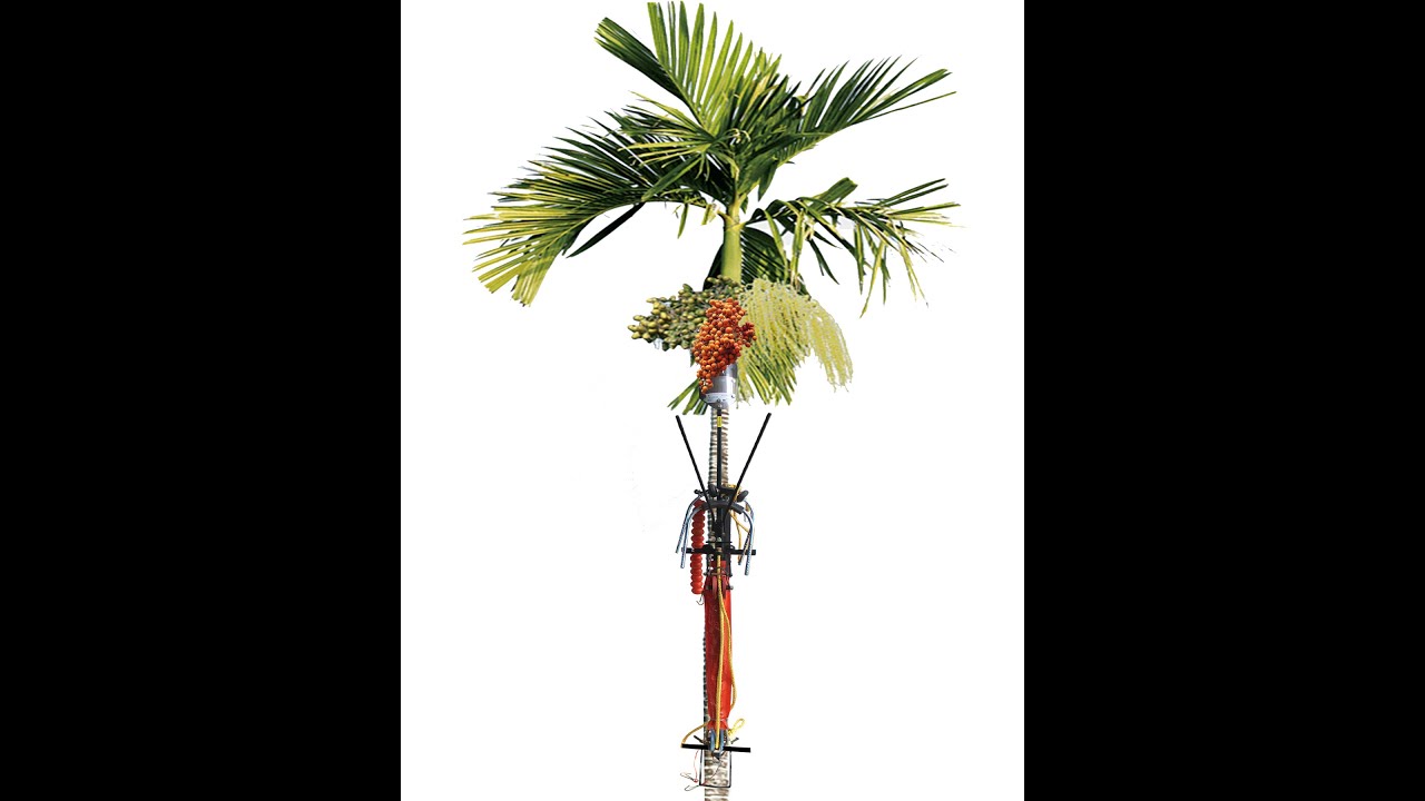 Arecanut / Supari / Adakka / Betel / catechu / Pinang palm Tree ...