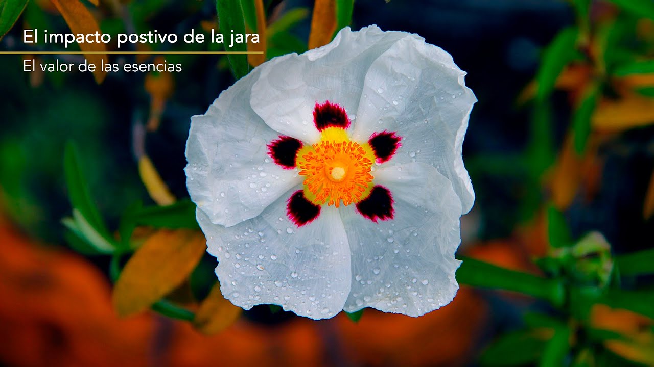 Parte 2: El impacto positivo de la jara - YouTube