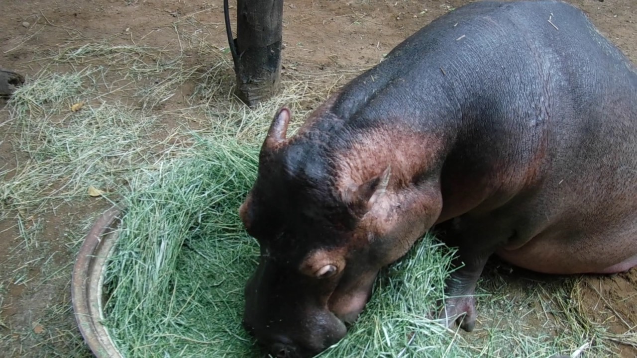 baby hippo eating hay - YouTube