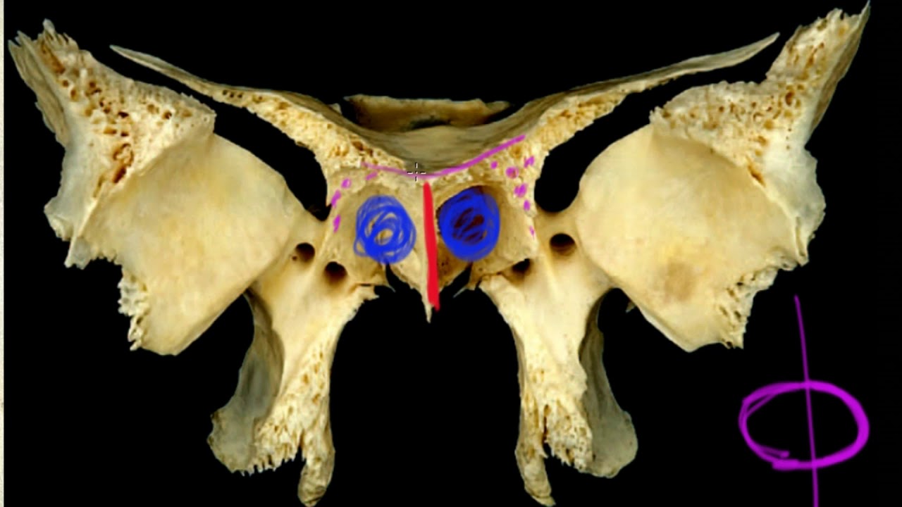 Esfenoides 1 - YouTube