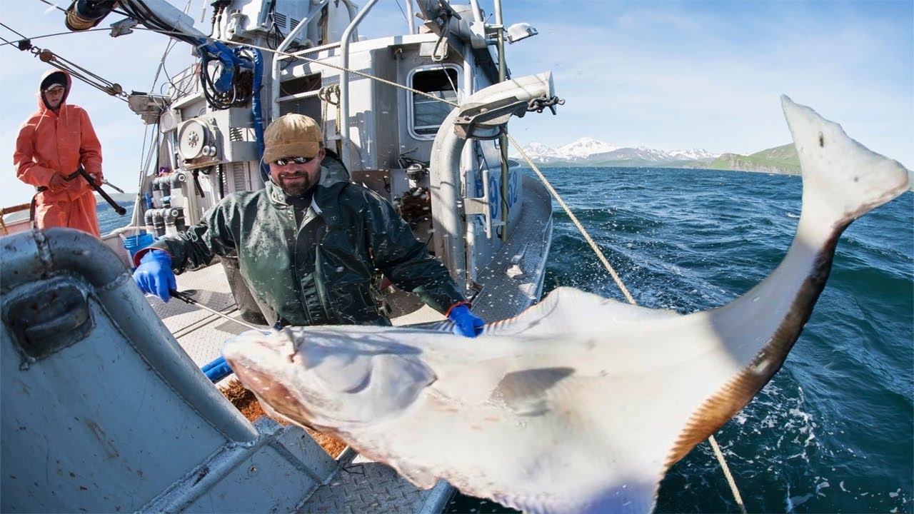 Amazing Level Big Halibut Fishing Skill, Catch Biggest Halibut in the ...
