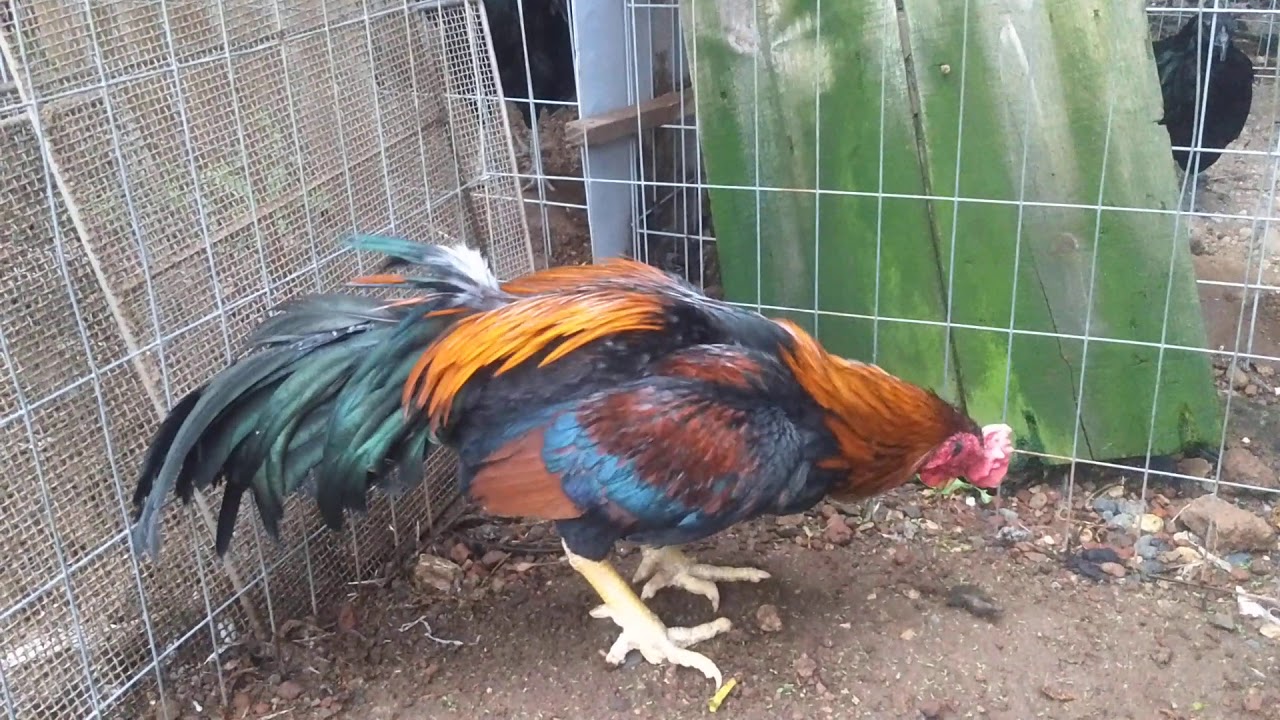 Asil Calcuta/REZA. - YouTube