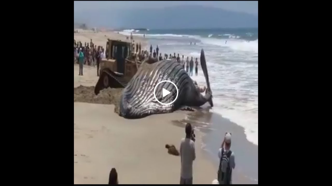Watch A Big Amazing wheel fish on the Beach shore - YouTube