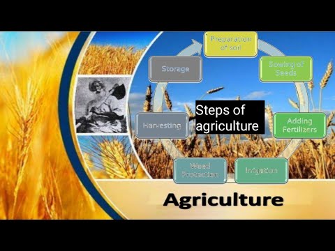 Agriculture | Steps of agriculture | ploughing weeding sowing watering ...