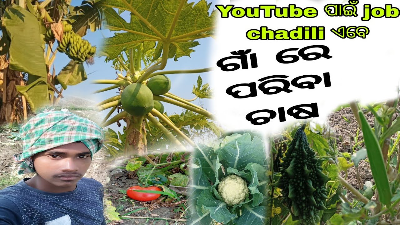 ଗାଁ ରେ ପରିବା ଚାଷ🌽🥦🍅🥒।। YouTube pai job chadili।।#Babulgouda #vlog # ...