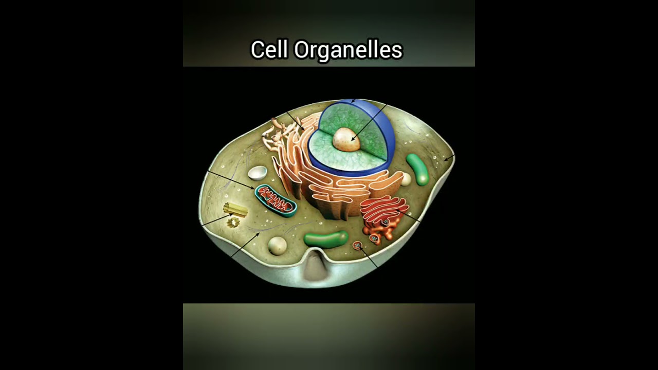 Cell : The Basic Unit of Life (Part-3), Cell organelles, Class-6 [ICSE ...